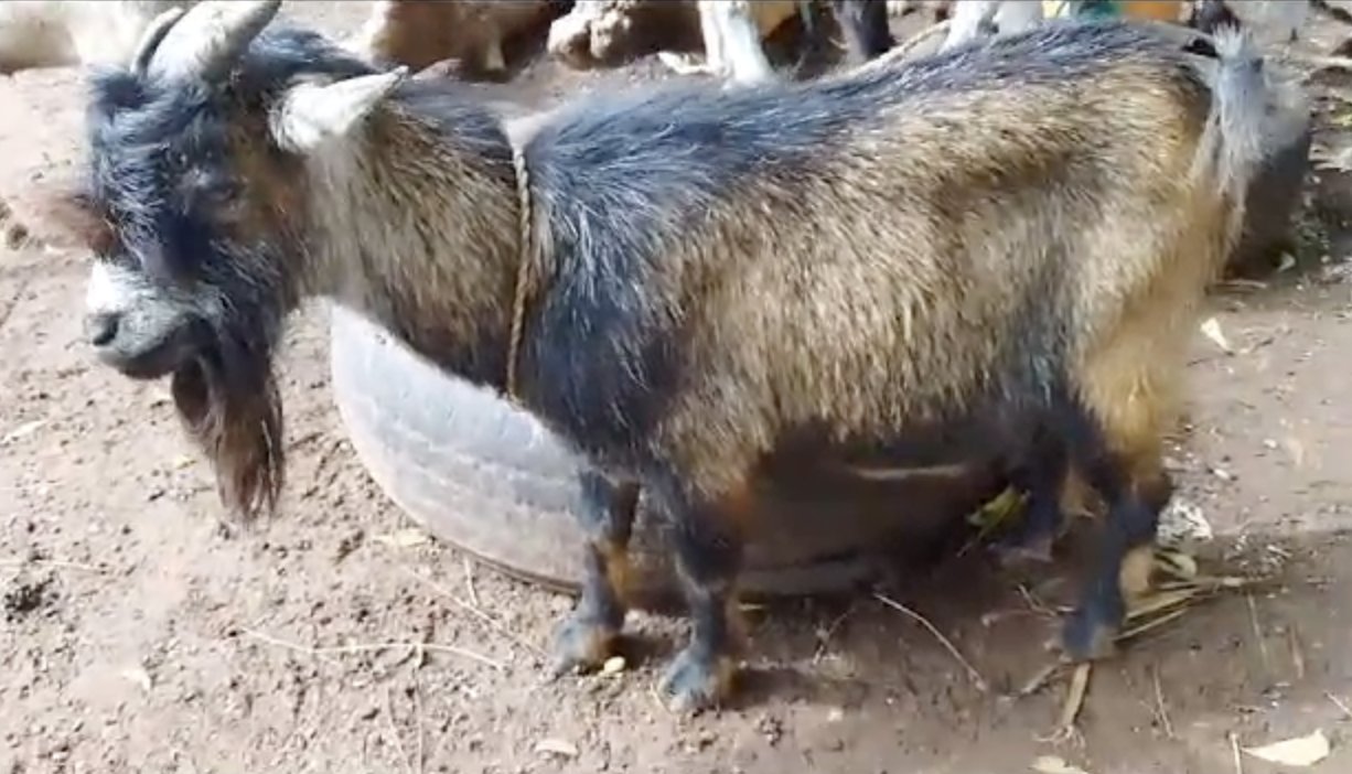 Male Goat Big Goat in Ghana Best Sale Price: Upfrica GH